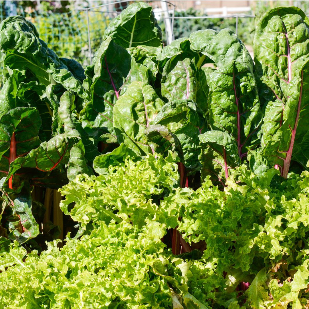 How To Grow Leafy Greens like spinach, lettuce and swiss chard in autu ...